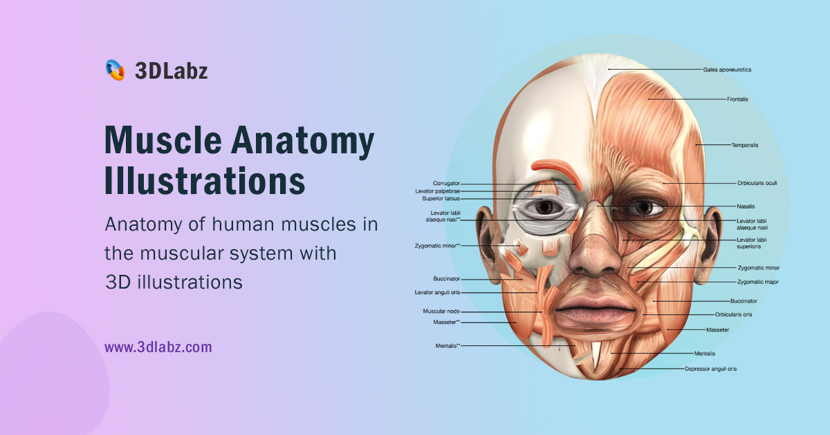 Human Muscular System & Diagrams | Anatomical 3D Illustrations