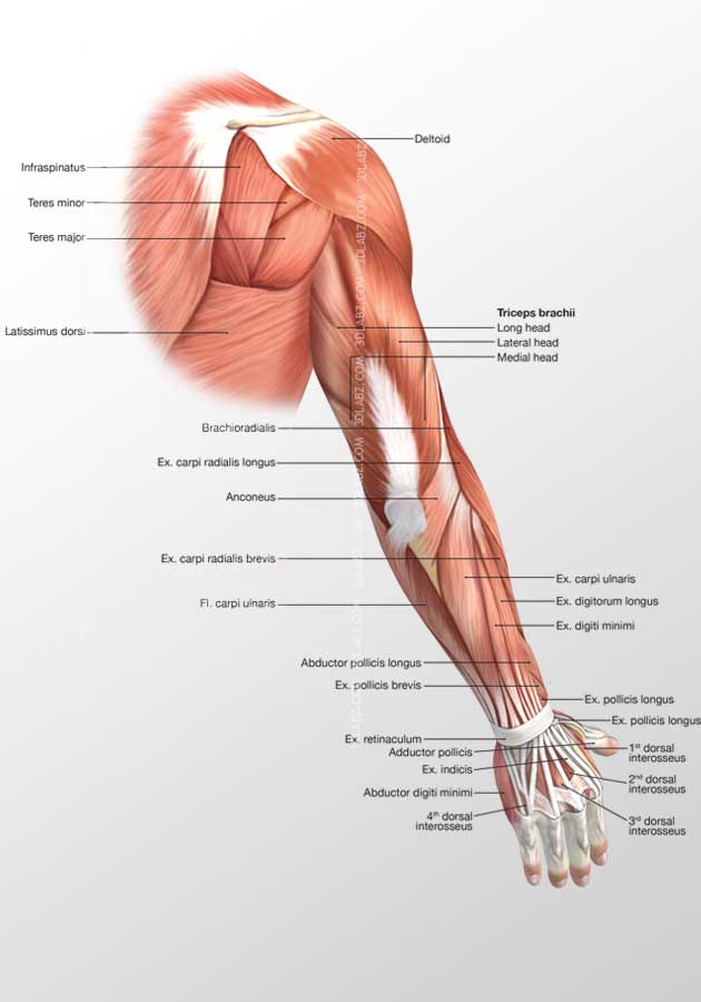 Arm Lateral Muscles 3D Illustration Labeled Arm Lateral Muscles 3D Illustration Labeled